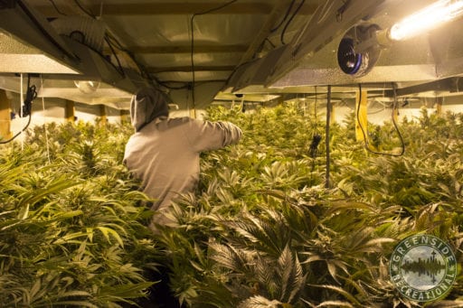 Doc Croc Tour: Greenside Rec Visits Olympia Growers, Doc Croc