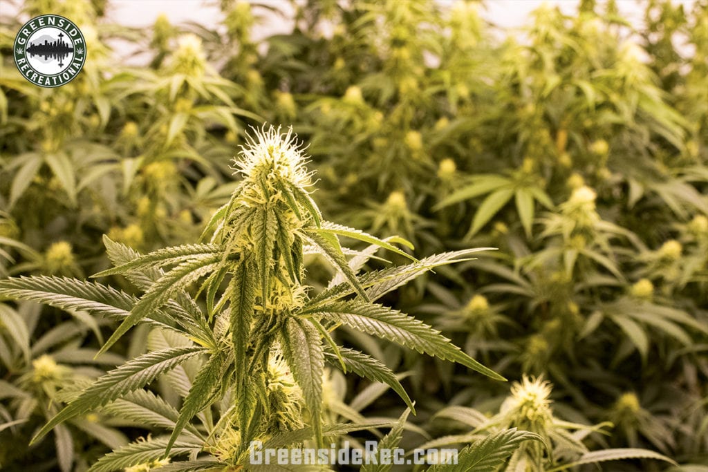 Pioneer Nuggets Finest Cannabis Tour with Greenside Rec